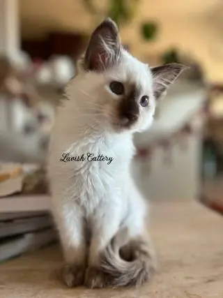 siamese cat white kitten